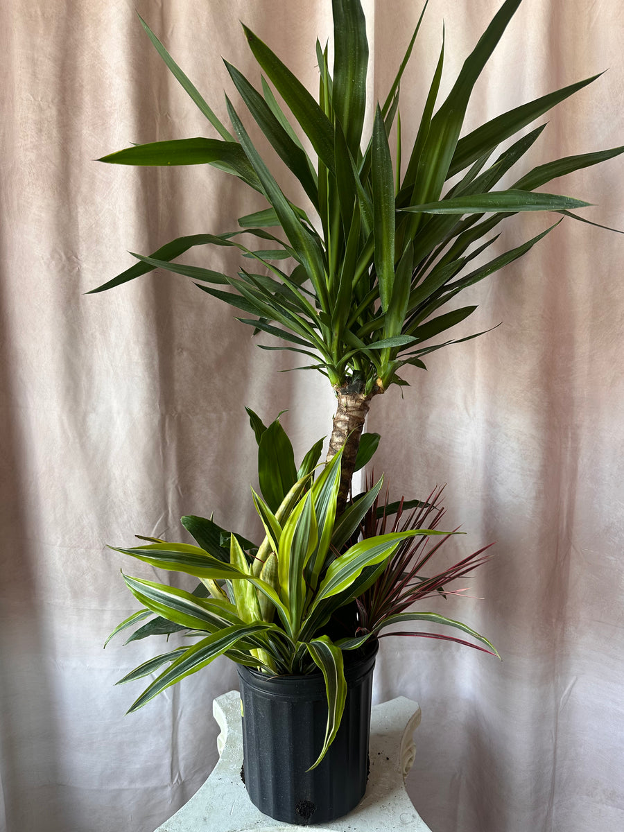 Yucca Cane – Crooked Roots