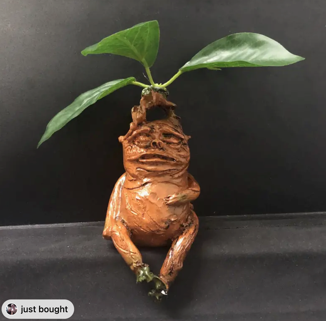 Magic Mandrake – Crooked Roots