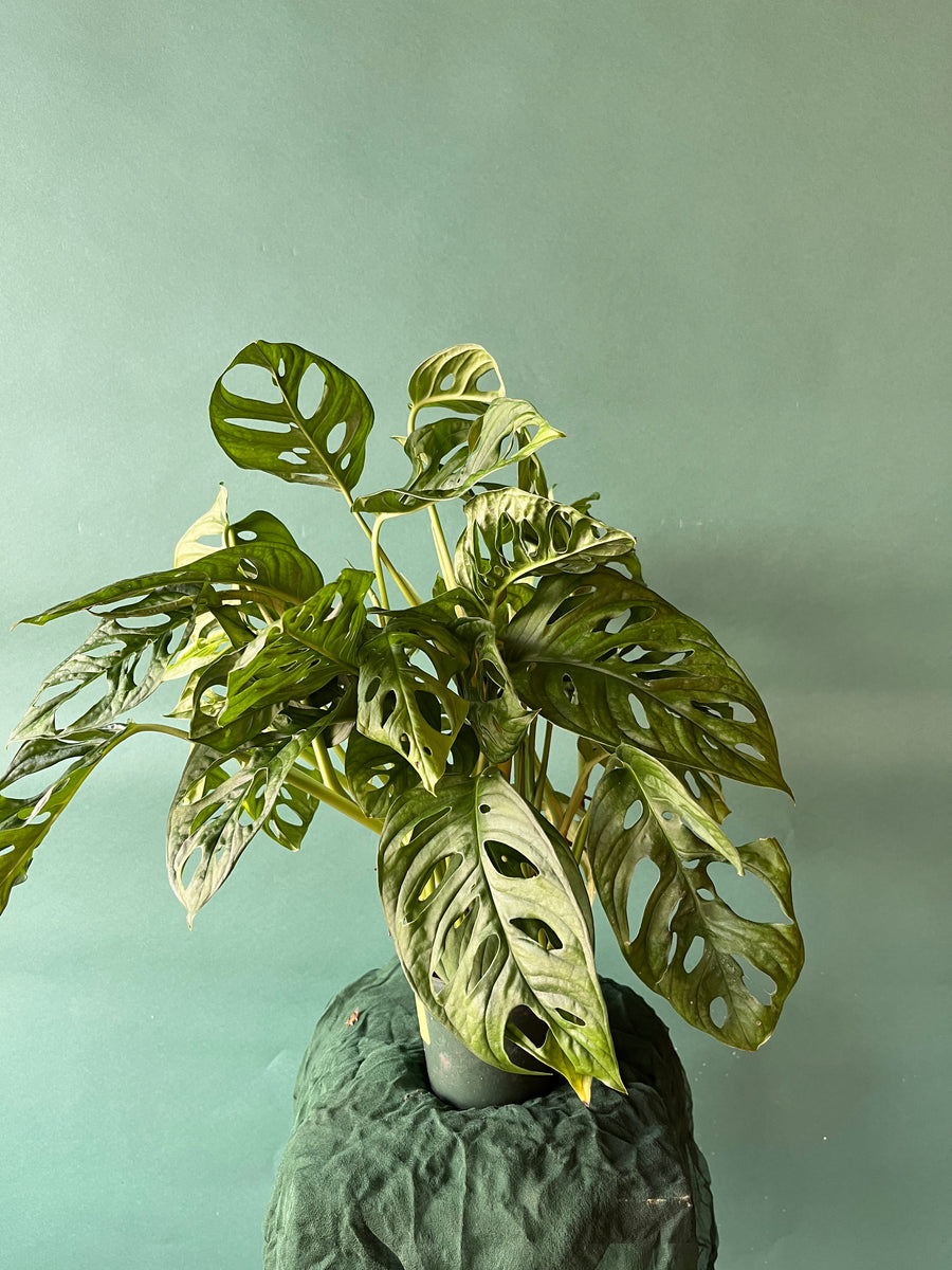 Swiss Cheese Plant – Crooked Roots