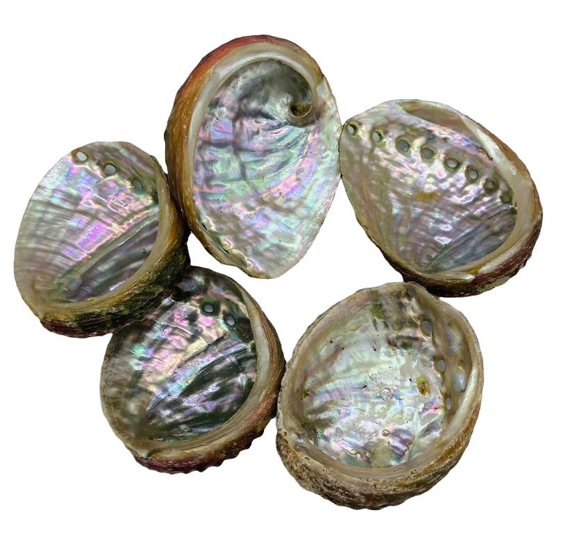 Abalone Shell – Crooked Roots